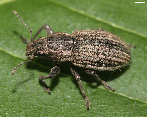 Insect Flashcards Flashcards Quizlet